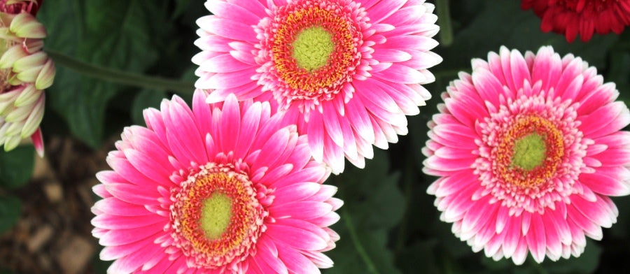 Co2 Extraction – Fairorganic